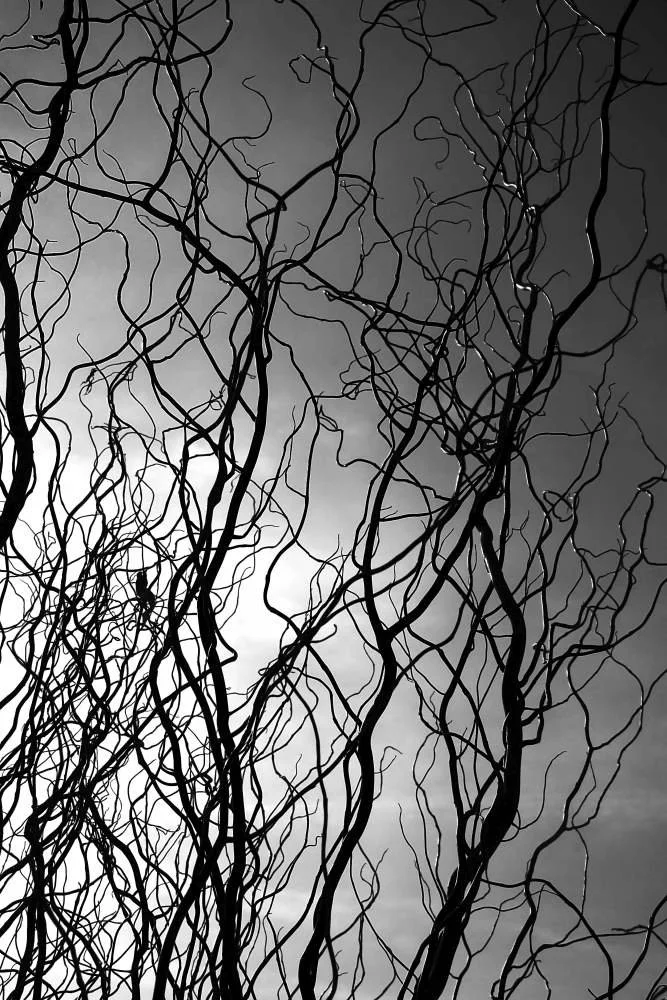 ‘Willow Tree’ abstract photography prints, abstract trees prints ...