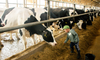 Visit — Dairy Discovery
