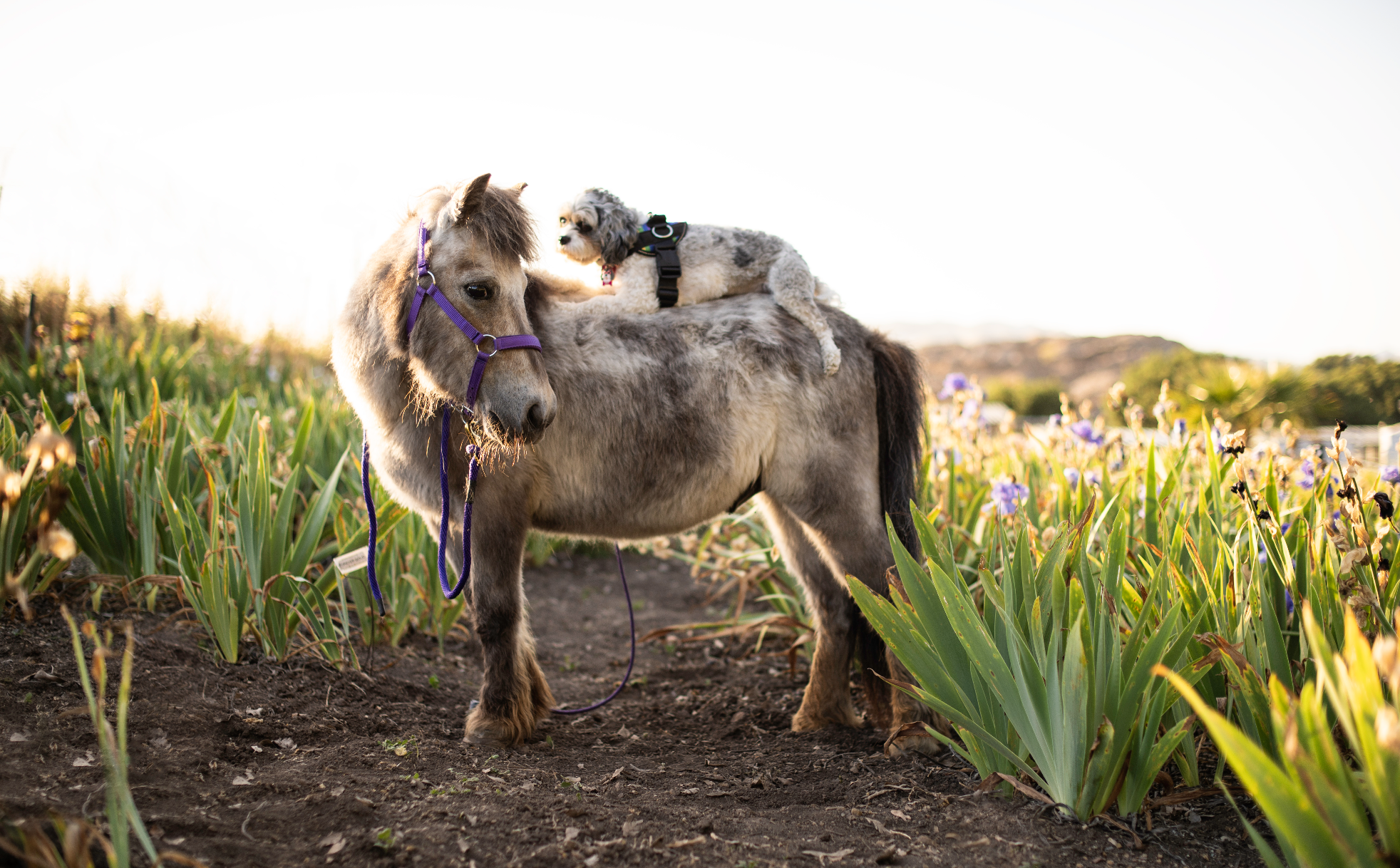 Furry Friends Pet Assisted Therapy Services