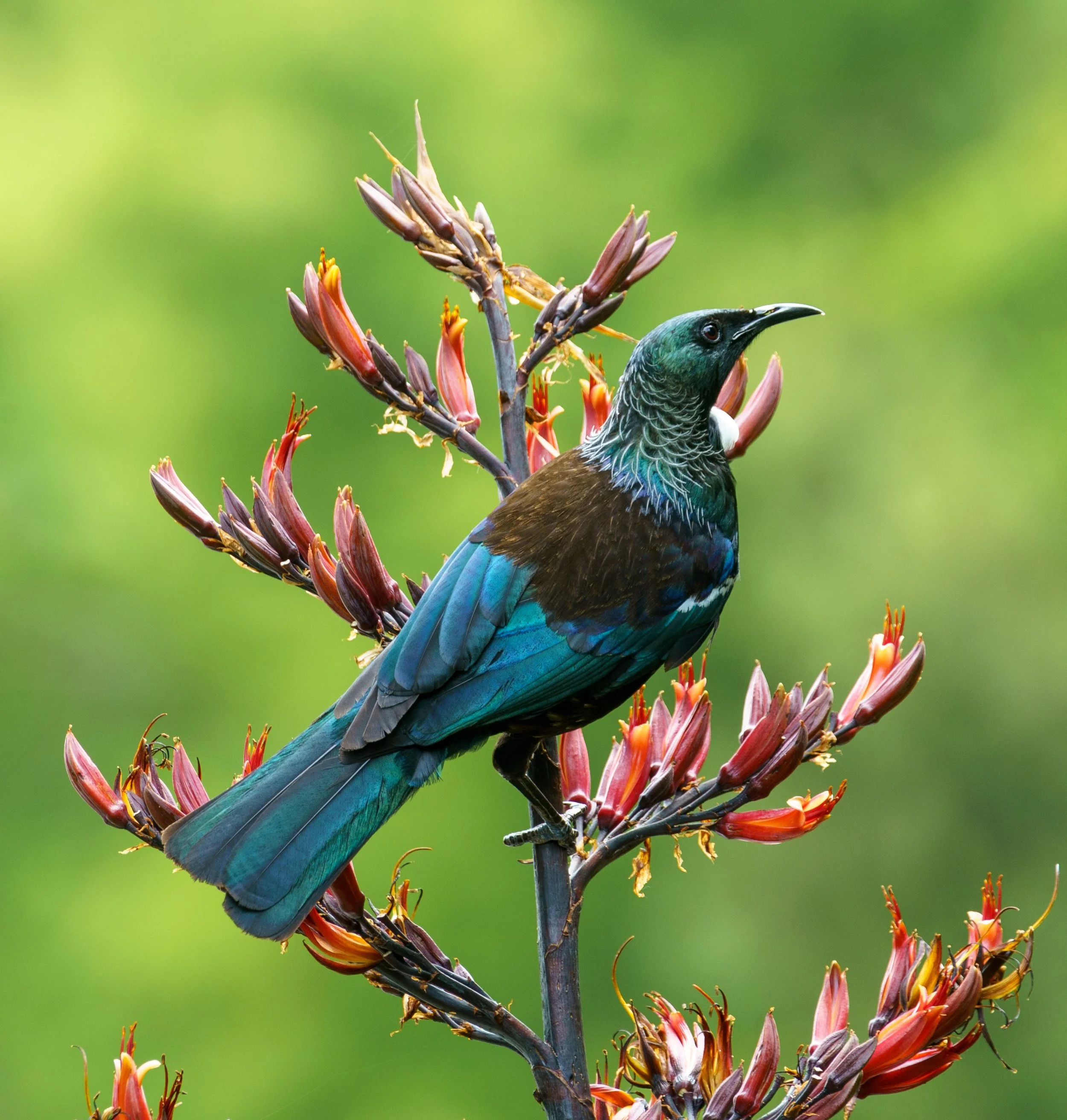 Fun facts about the Tui Bird — The Sculpture Park at Waitakaruru ...
