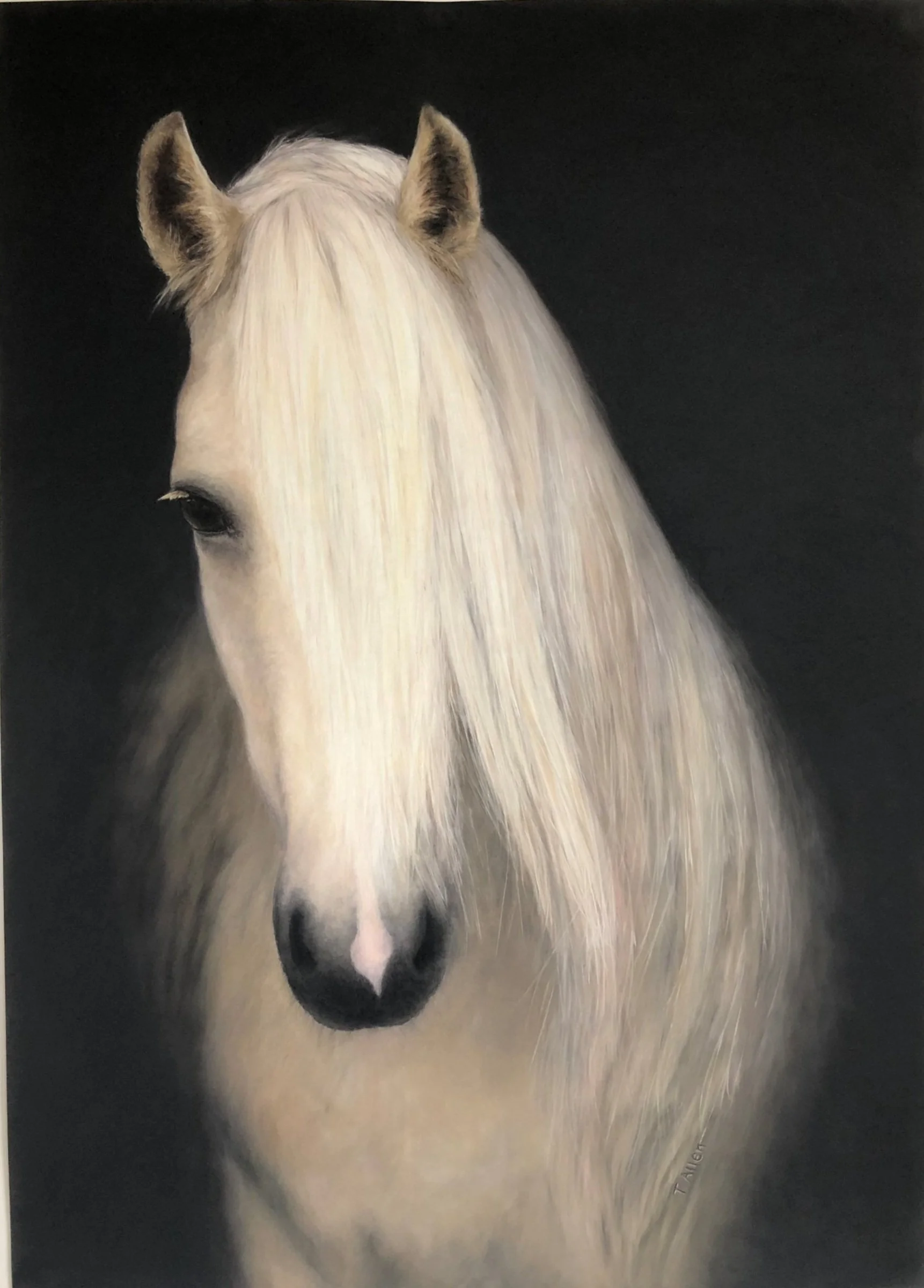 Shop — T J Allen Art