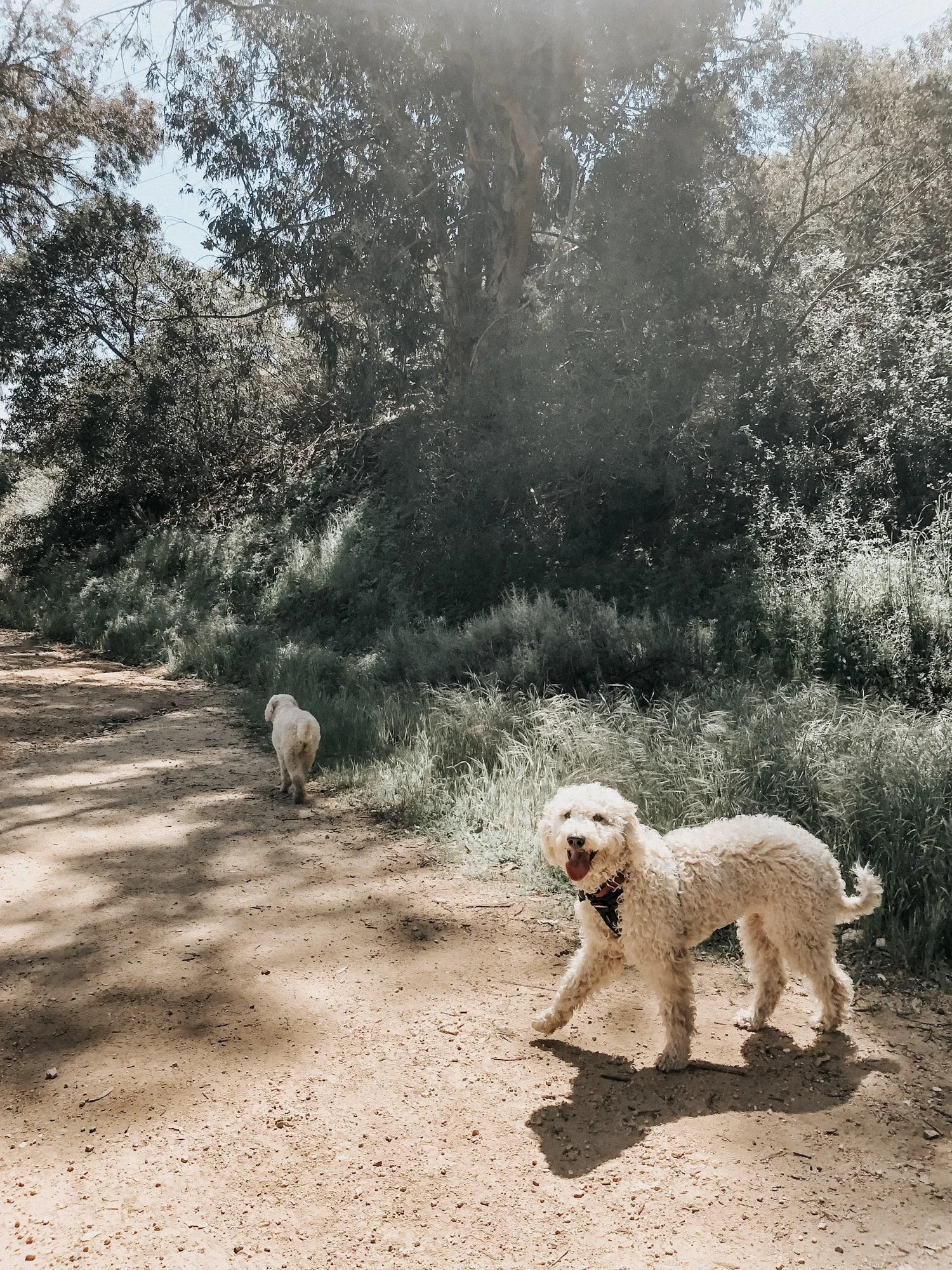 Multi-gen Australian Labradoodles In Southern California