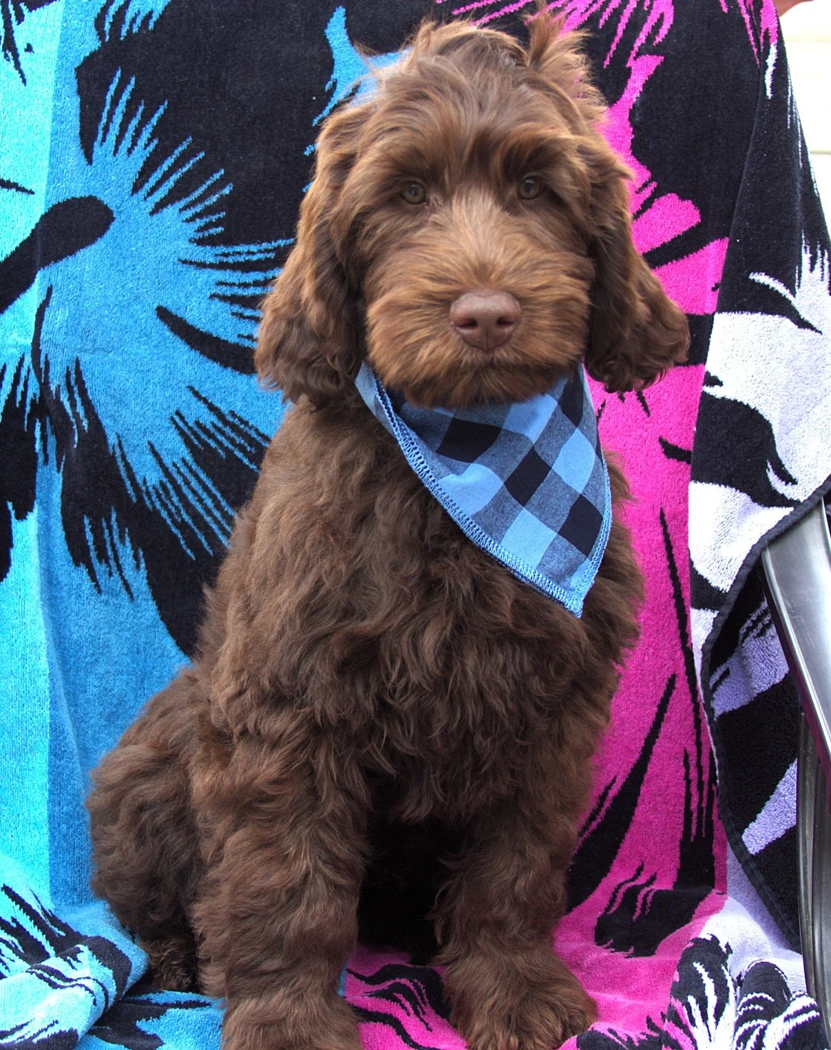 Multi-gen Australian Labradoodles In Southern California current puppies