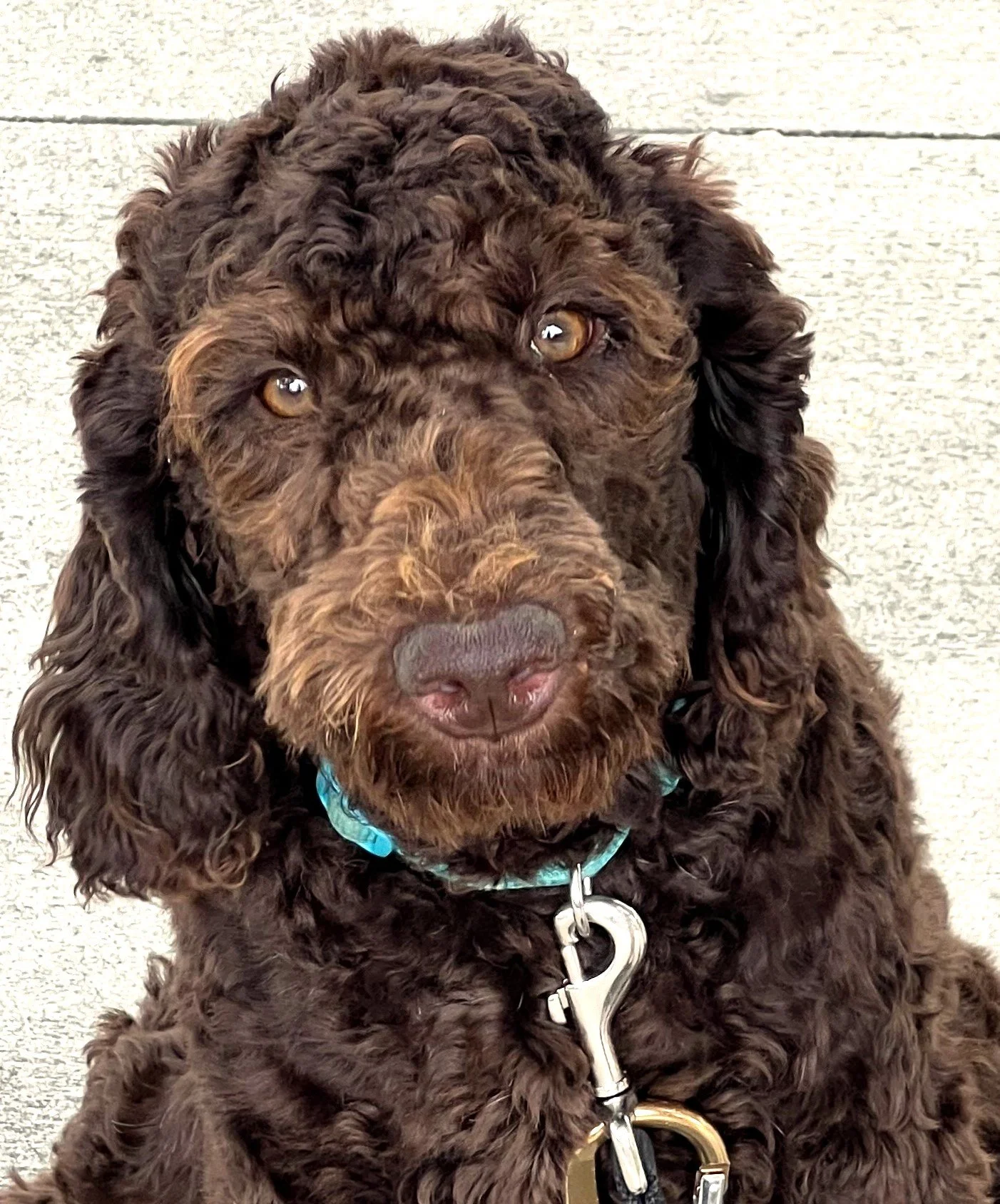 Multi-gen Australian Labradoodles In Southern California current puppies