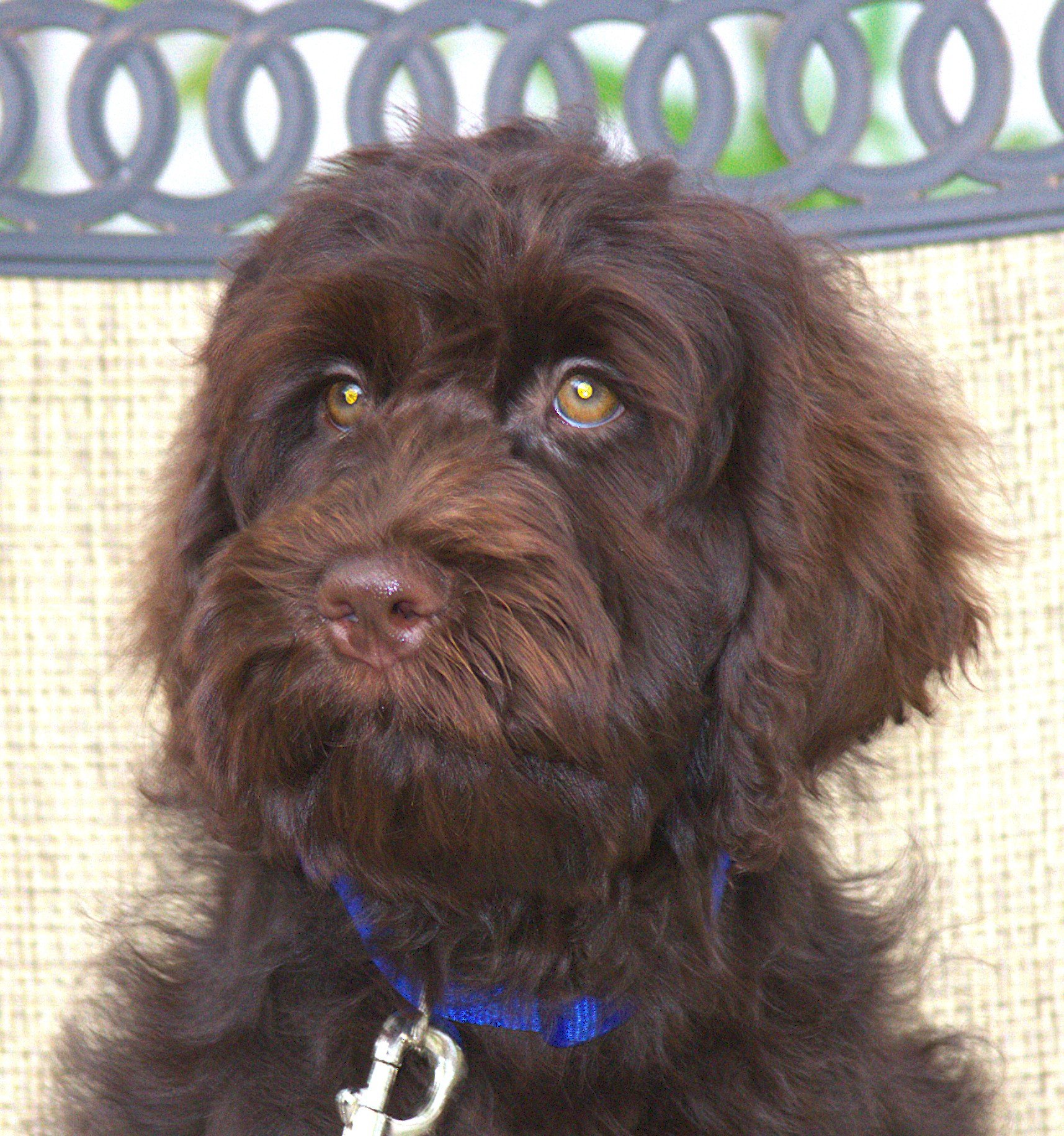 Multi-gen Australian Labradoodles In Southern California current puppies