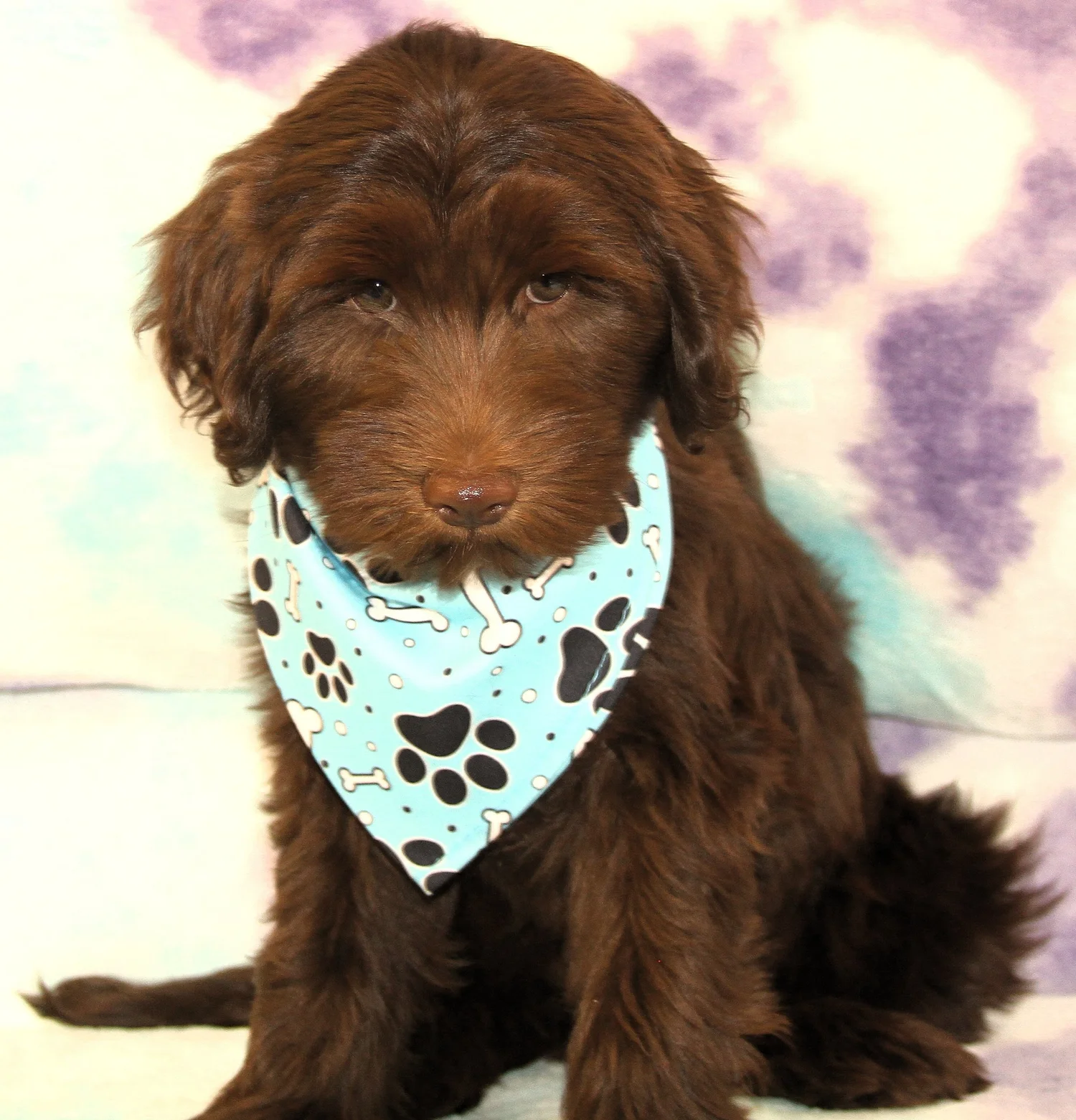 Multi-gen Australian Labradoodles In Southern California current puppies