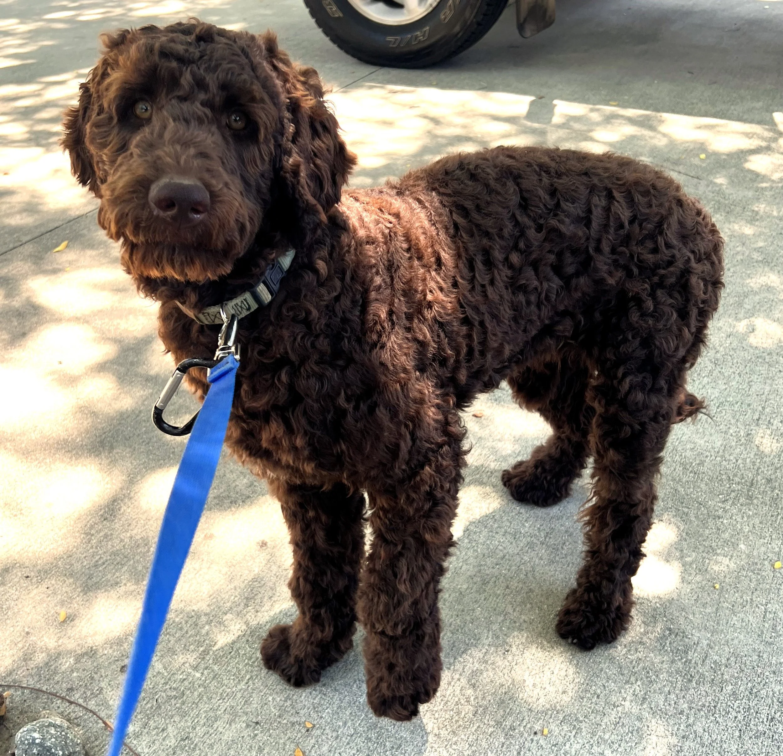 Multi-gen Australian Labradoodles In Southern California