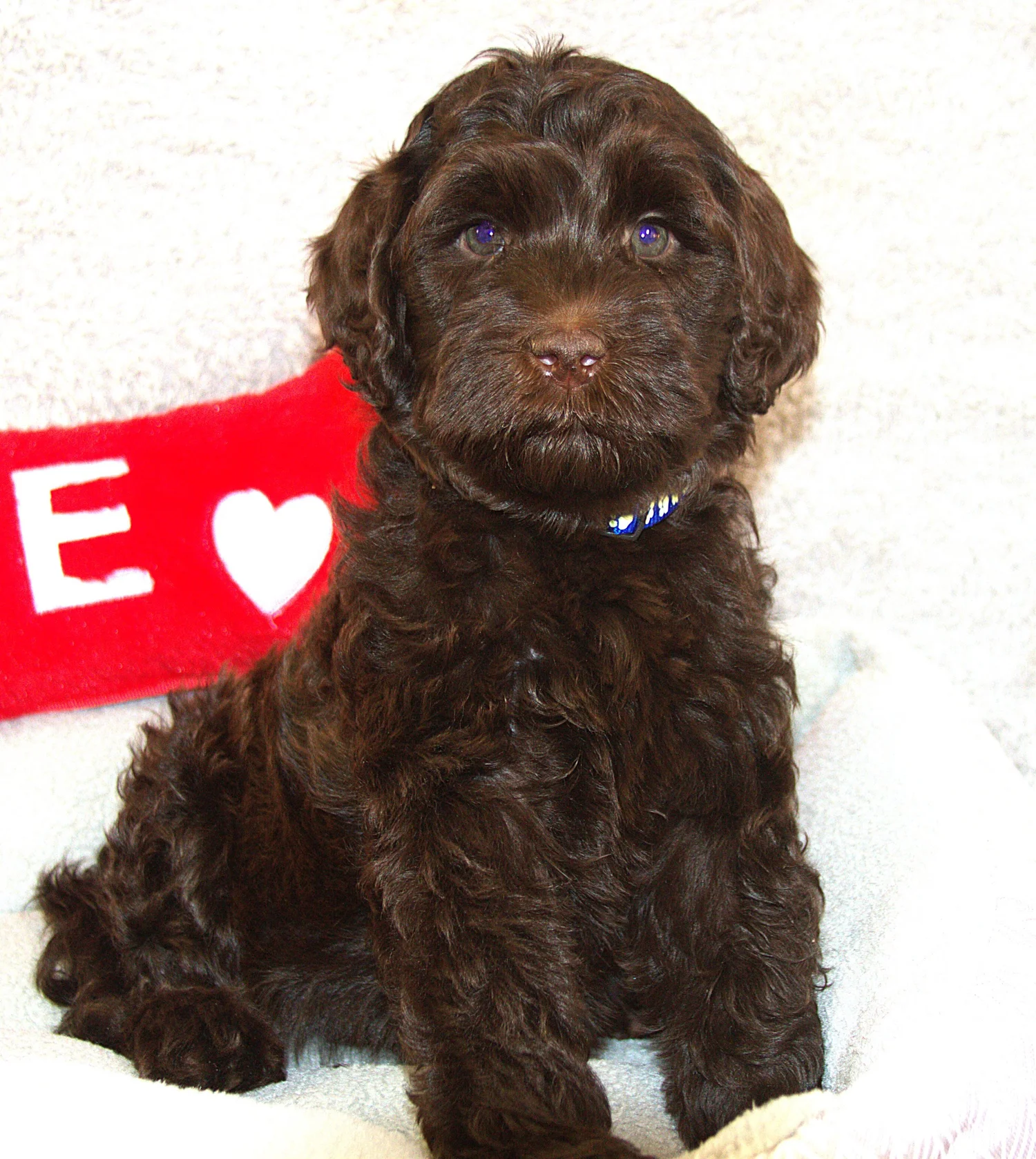 Multi-gen Australian Labradoodles In Southern California current puppies