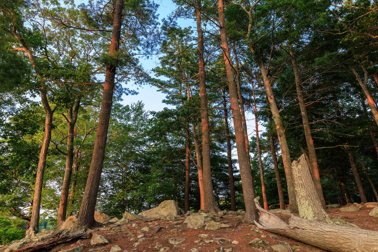 D.W. Field Park Initiative