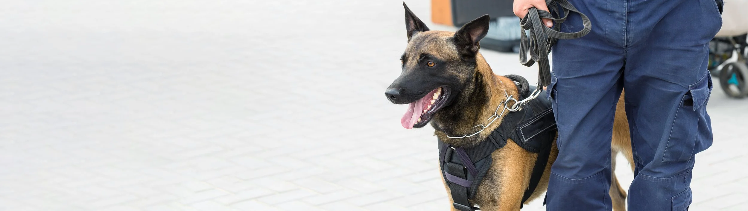 Southern Coast K9 | K9 Partners for Law Enforcement & Security
