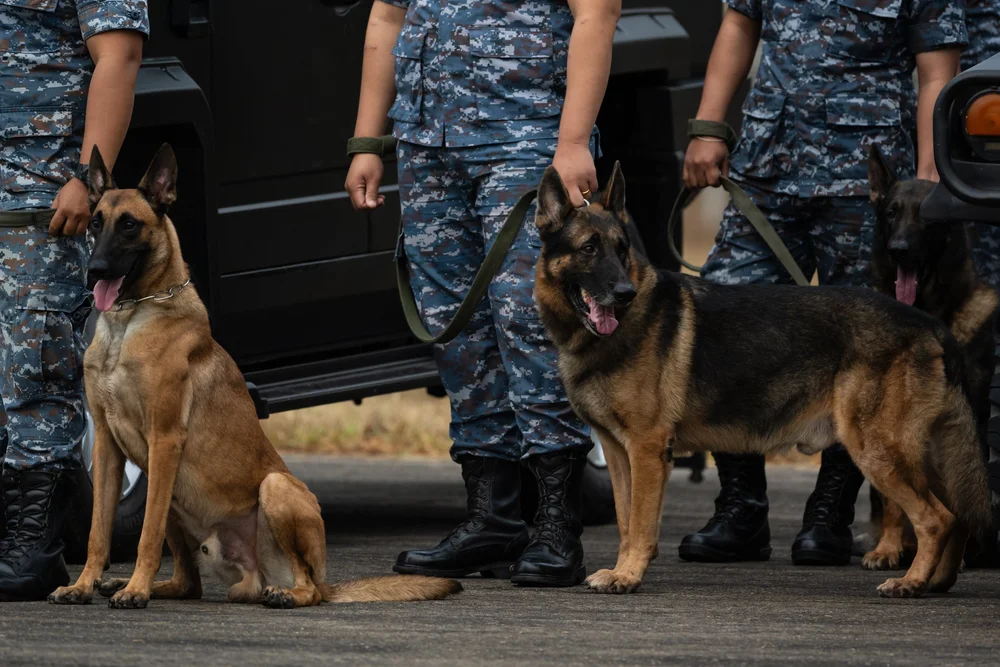 Classes and Seminars | Southern Coast K9 | Dog Training