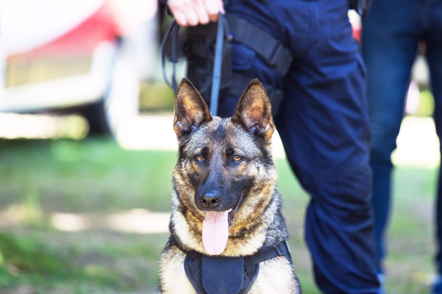 Southern Coast K9 | K9 Partners for Law Enforcement & Security