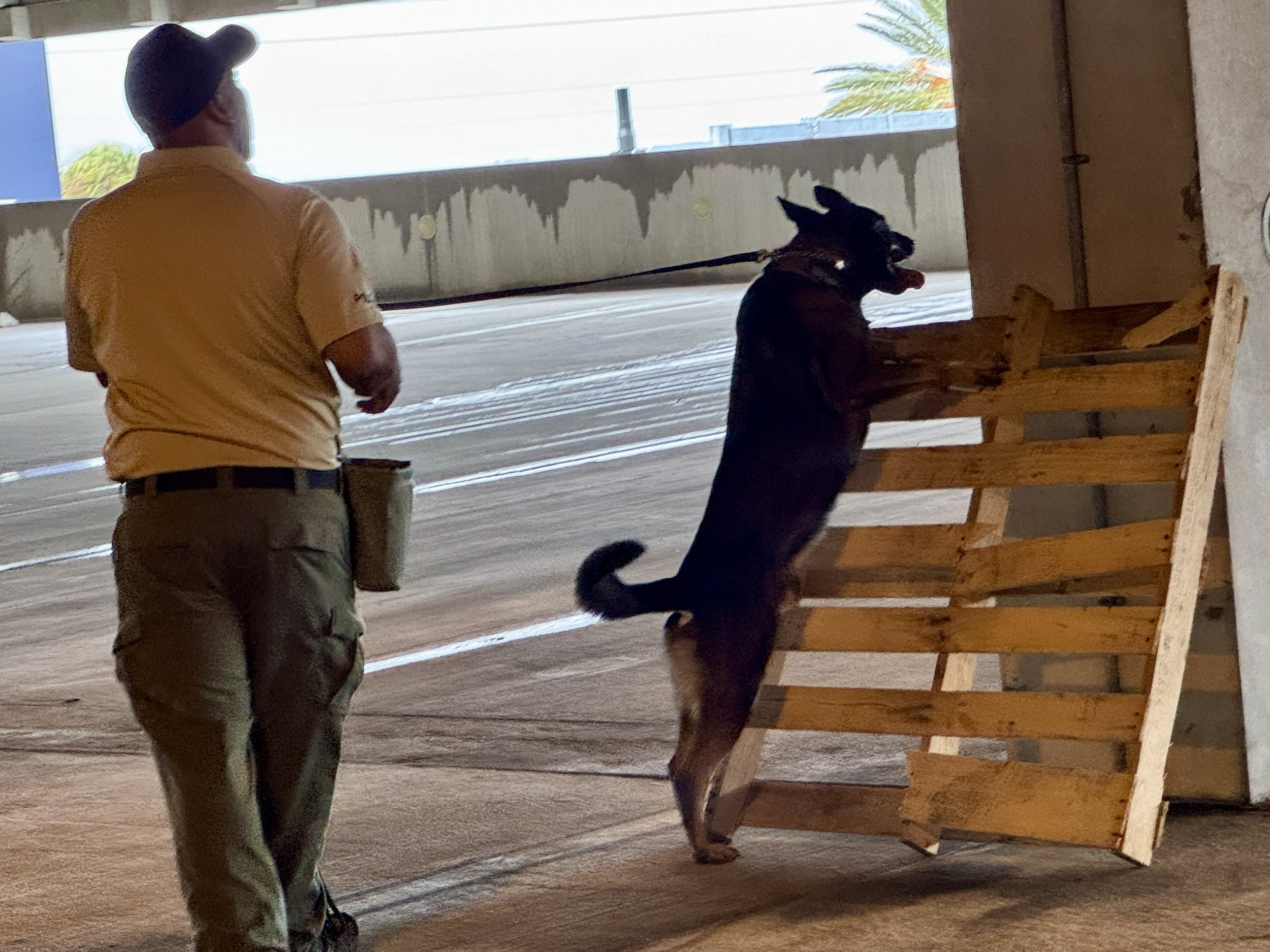 Southern Coast K9 | K9 Partners for Law Enforcement & Security