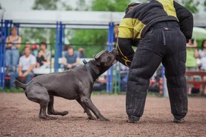 Southern Coast K9 | K9 Partners for Law Enforcement & Security