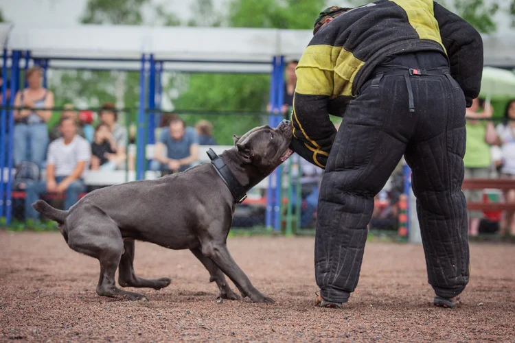 Southern Coast K9 | K9 Partners for Law Enforcement & Security