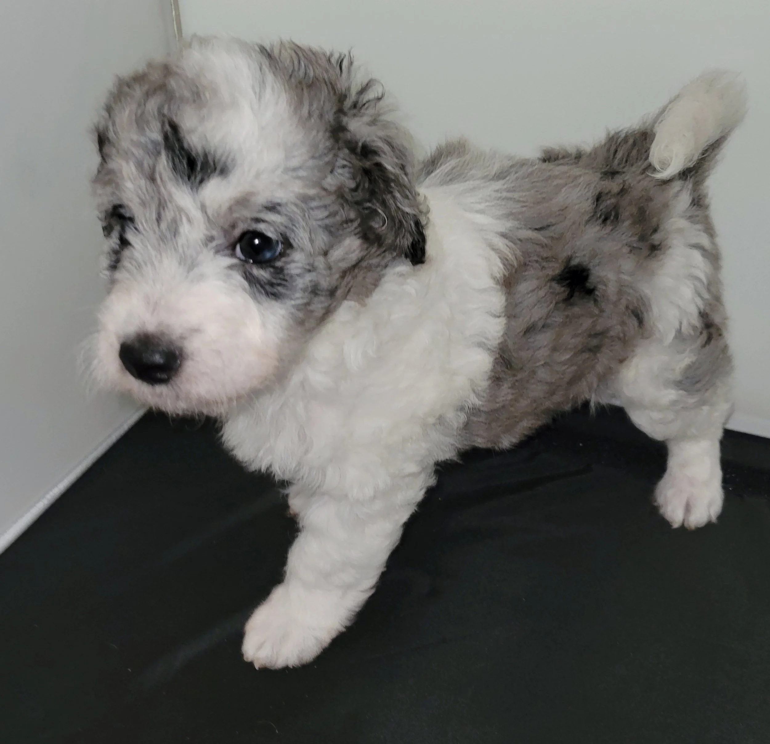 Current Litters — Laurie's Little Labradoodles