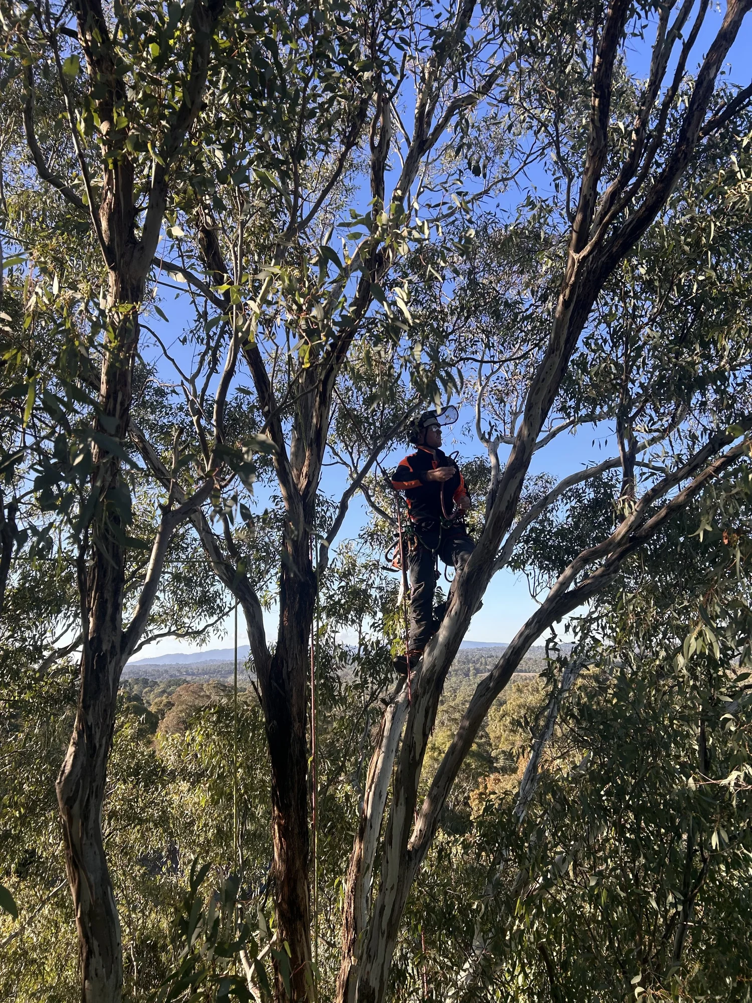 Arboriculture Victoria | Consulting | Tree Reports