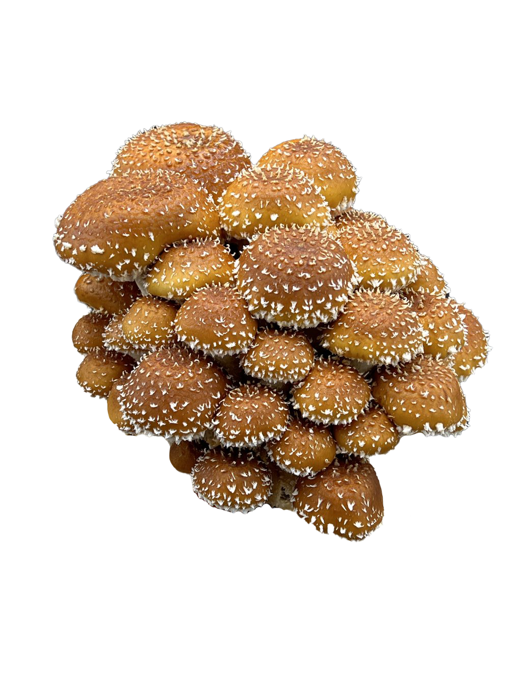 MidAm Mushrooms | Cultivate Your Passion Today