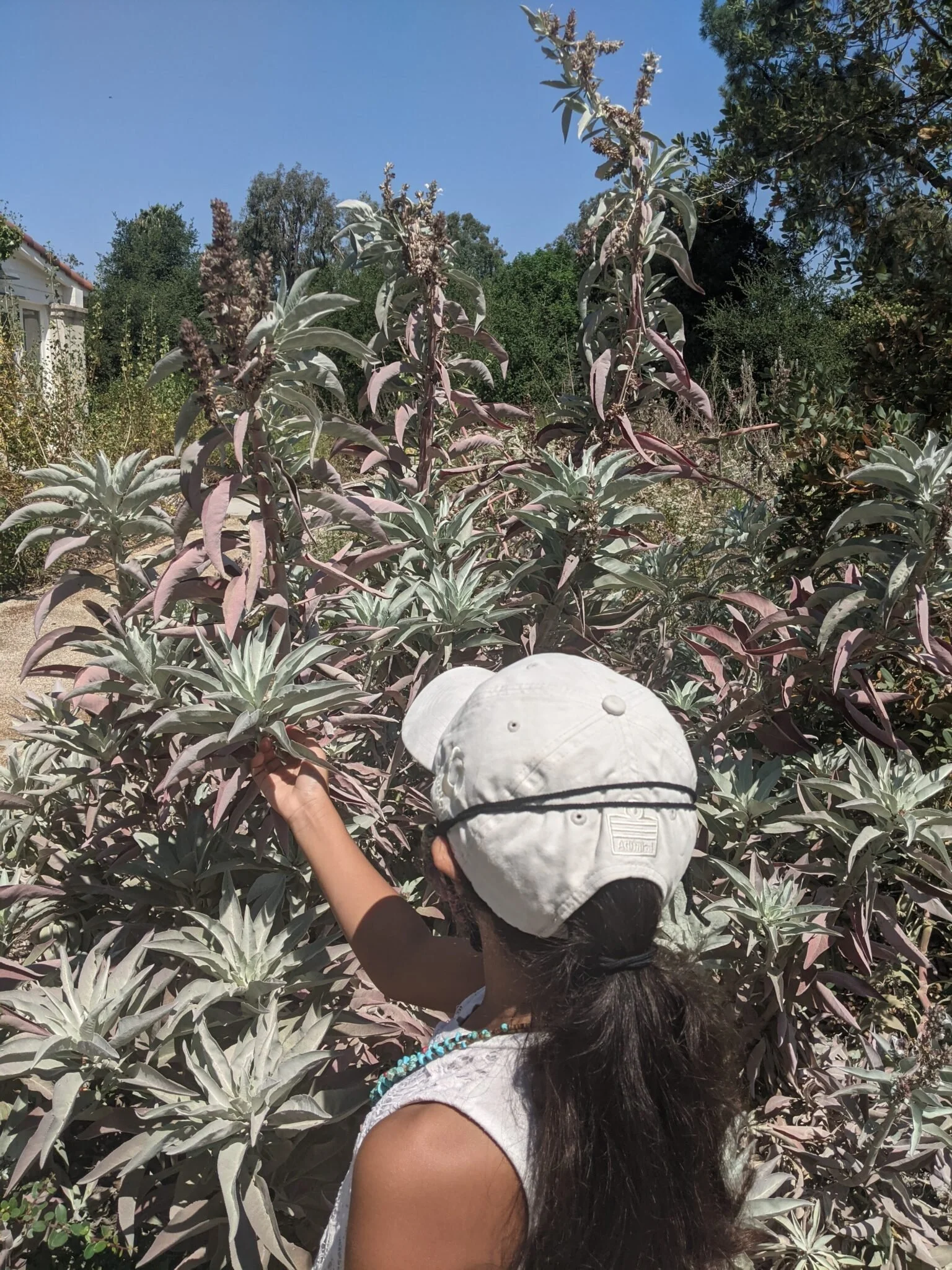 Protect White Sage — Tongva.Land