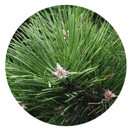 akre — Trees