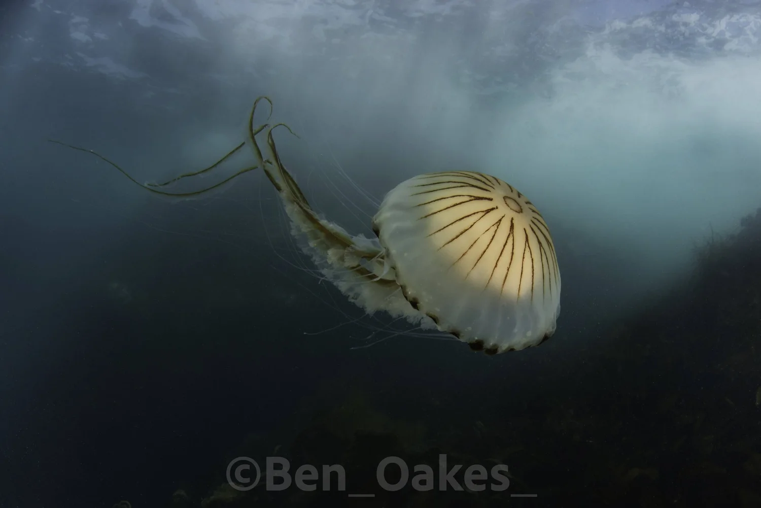 Scuba Diving in Cornwall | Karleyth Diving - SSI Dive Centre