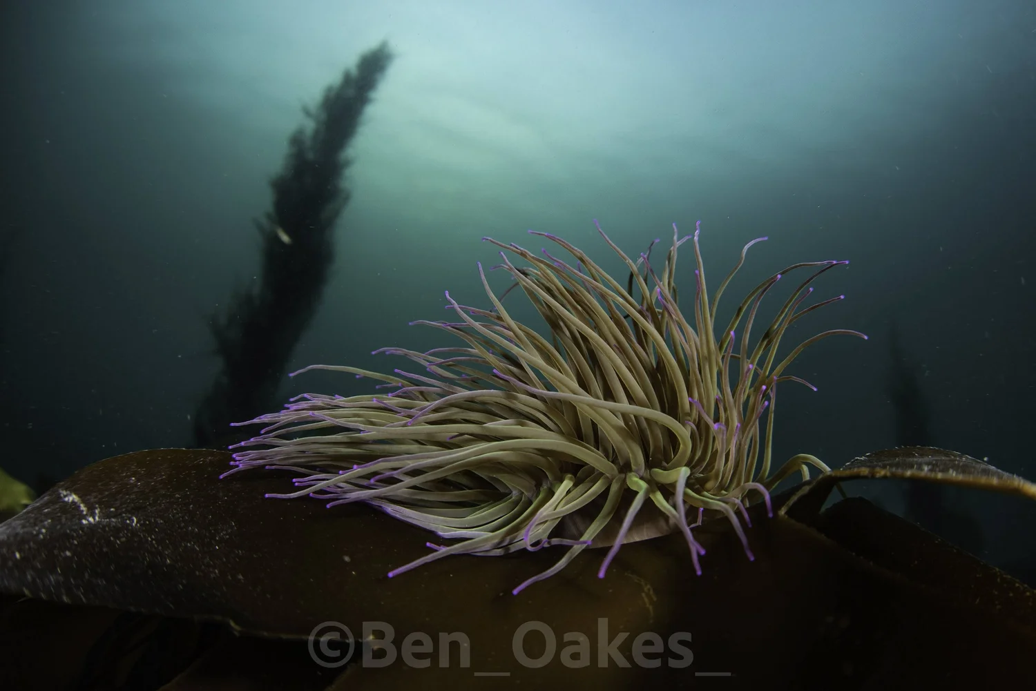Scuba Diving in Cornwall | Karleyth Diving - SSI Dive Centre