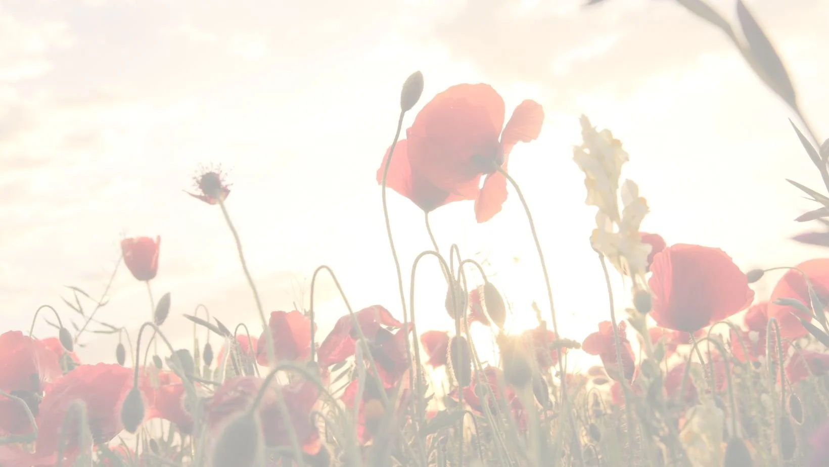 Poppy Field Gifts