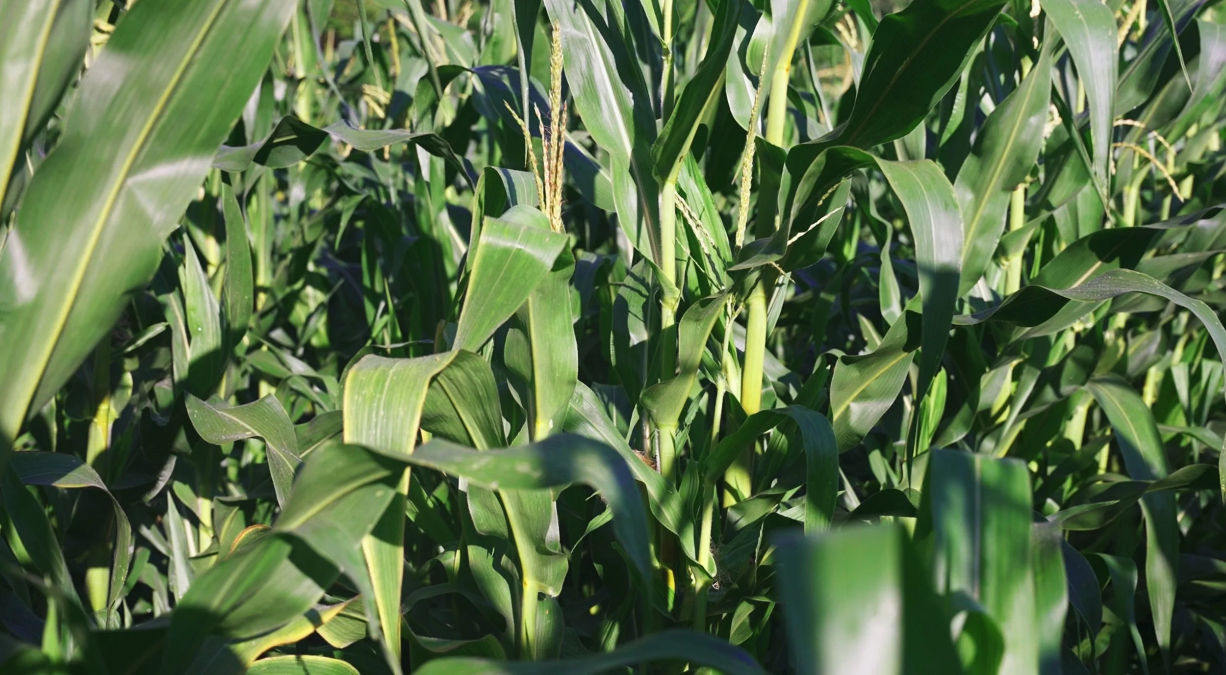 BMR Forage Corn — Unbranded Seed