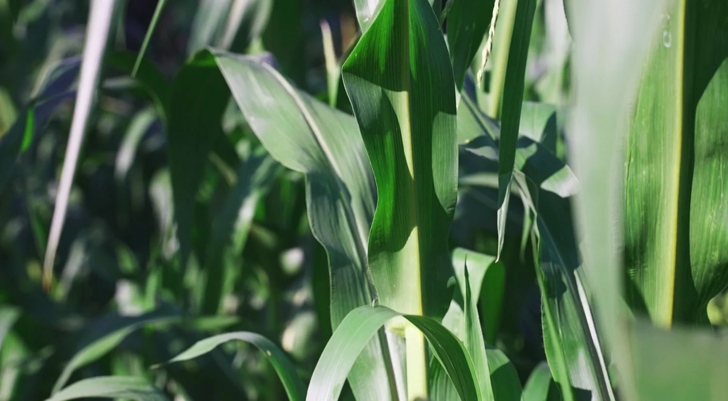 BMR Forage Corn — Unbranded Seed