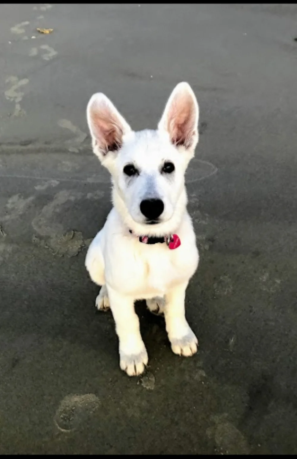 Patriot Pups | Find Your Perfect Pup Today
