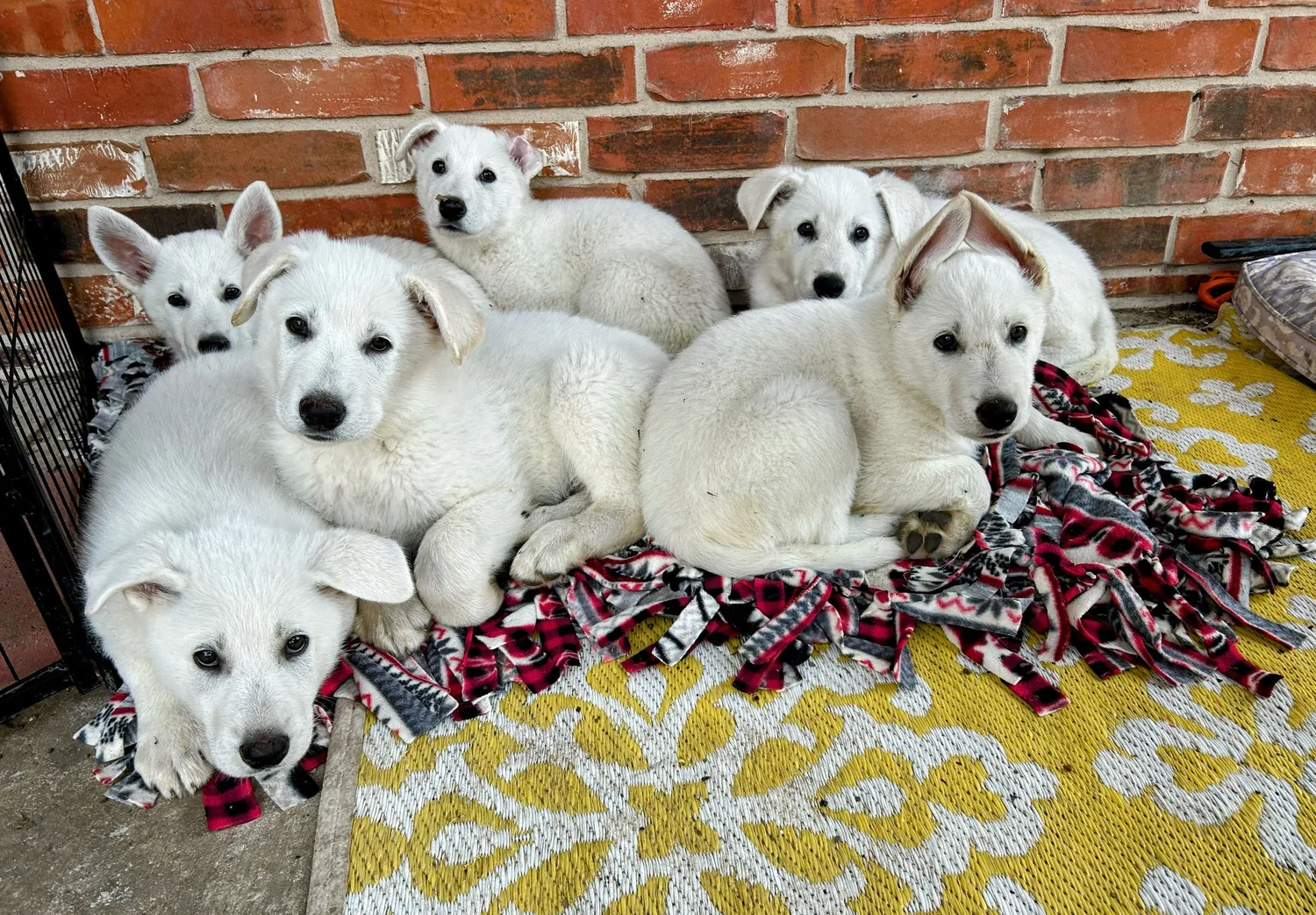Patriot Pups | Find Your Perfect Pup Today