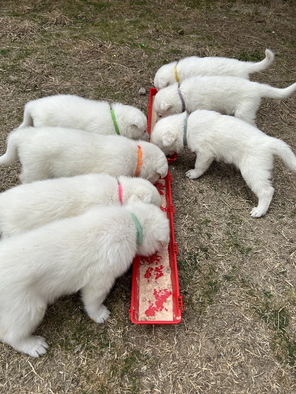 Patriot Pups