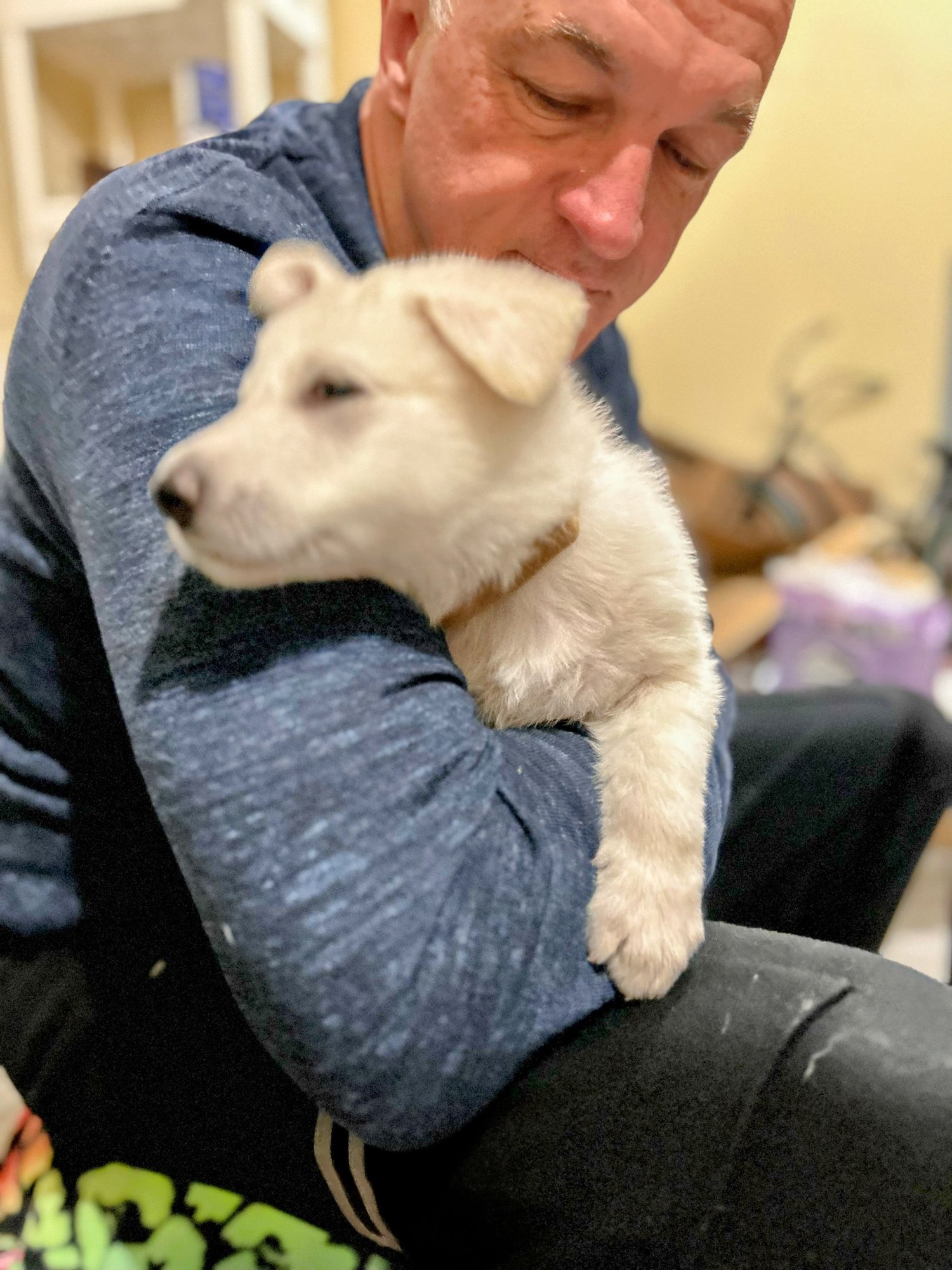 Patriot Pups | Find Your Perfect Pup Today