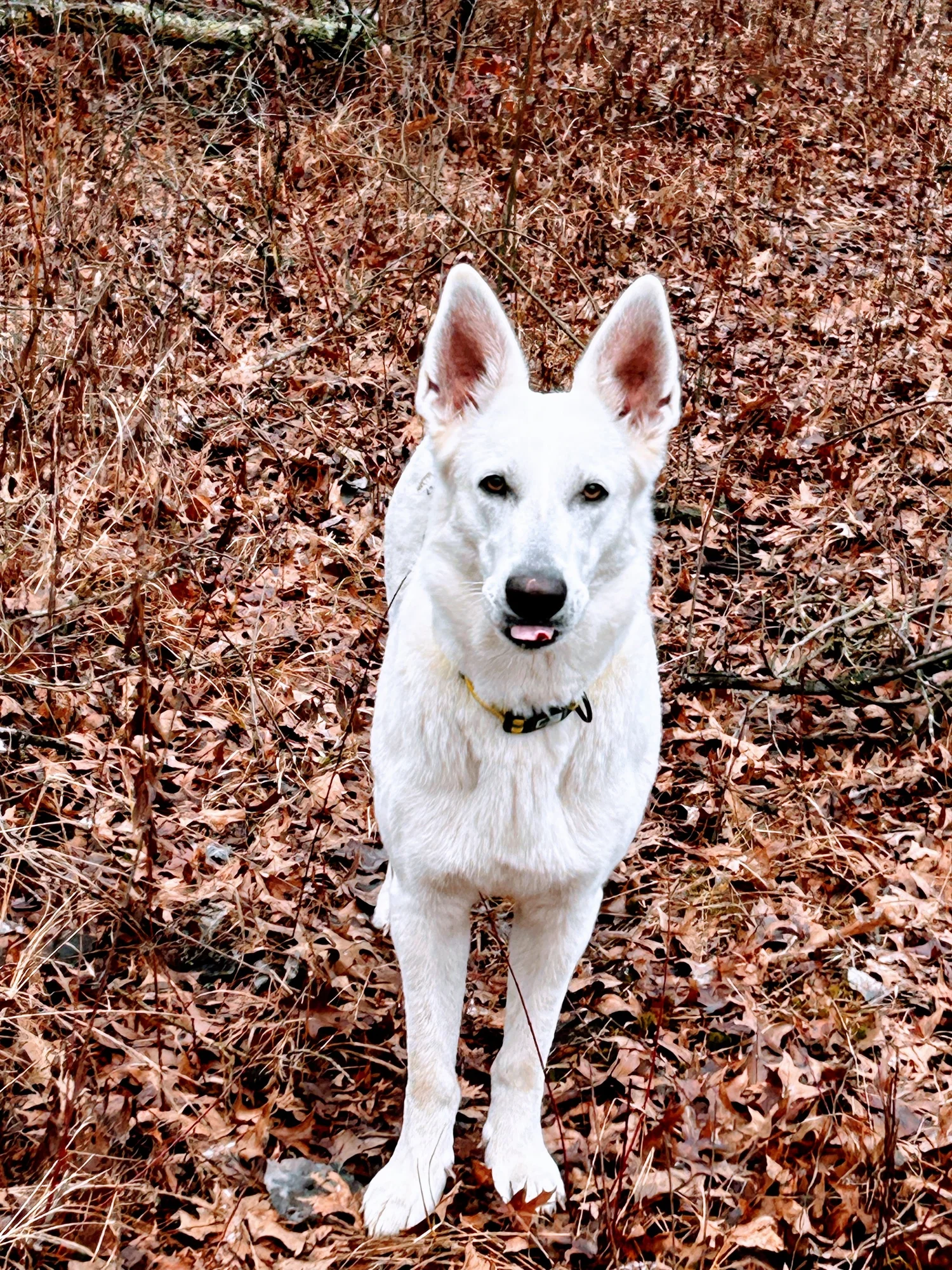 Patriot Pups | Find Your Perfect Pup Today