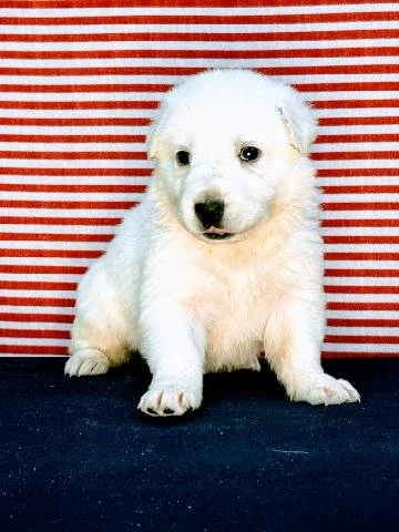 Patriot Pups | Find Your Perfect Pup Today