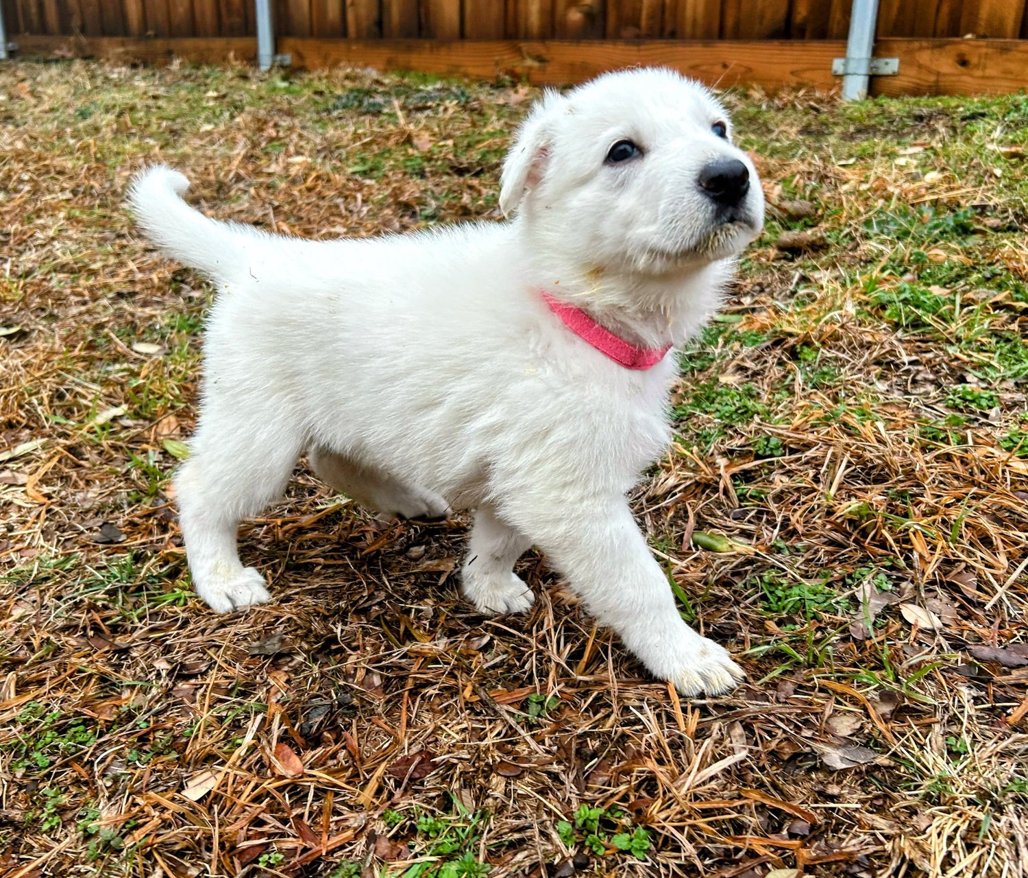 Patriot Pups | Find Your Perfect Pup Today