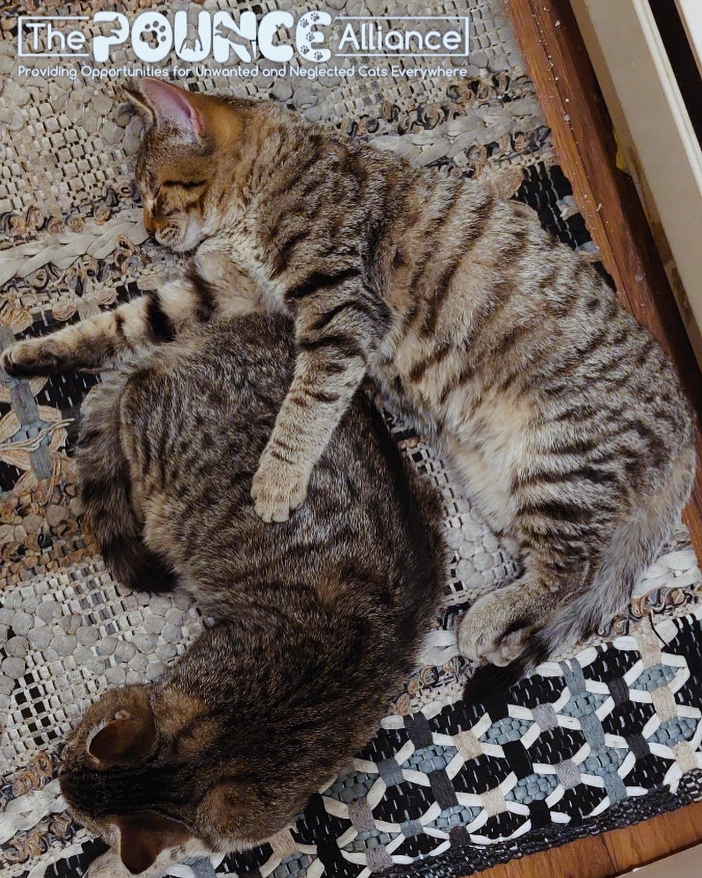 POUNCE