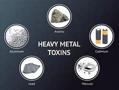 How Heavy Metals Disrupt Cellular Metabolism — Haas Wellness Center