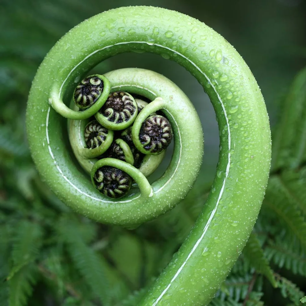 PlantæDerMX | Mamaku Black Fern Meristem Extract — Organic Bioactives