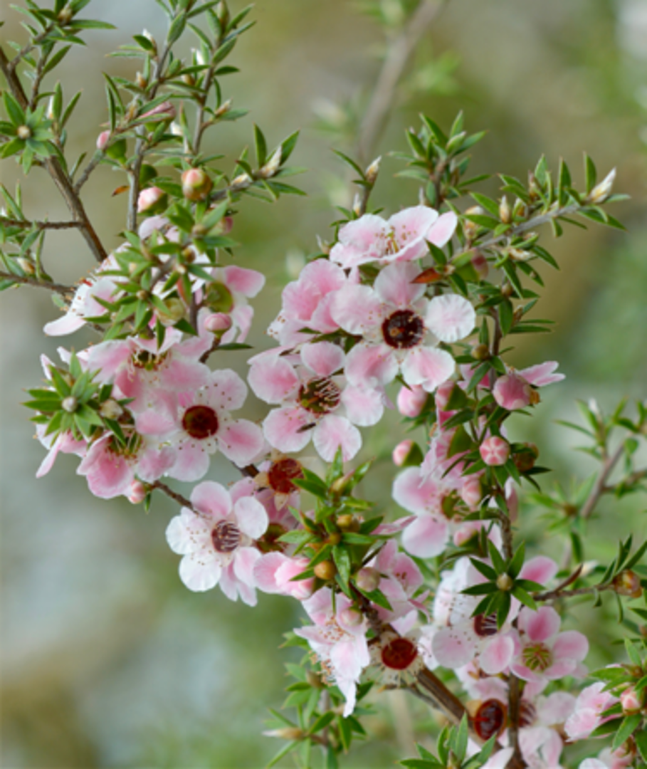 MānukaDerMX | MānukaDerMX-A — Organic Bioactives