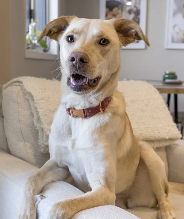 Grateful Friends Animal Rescue