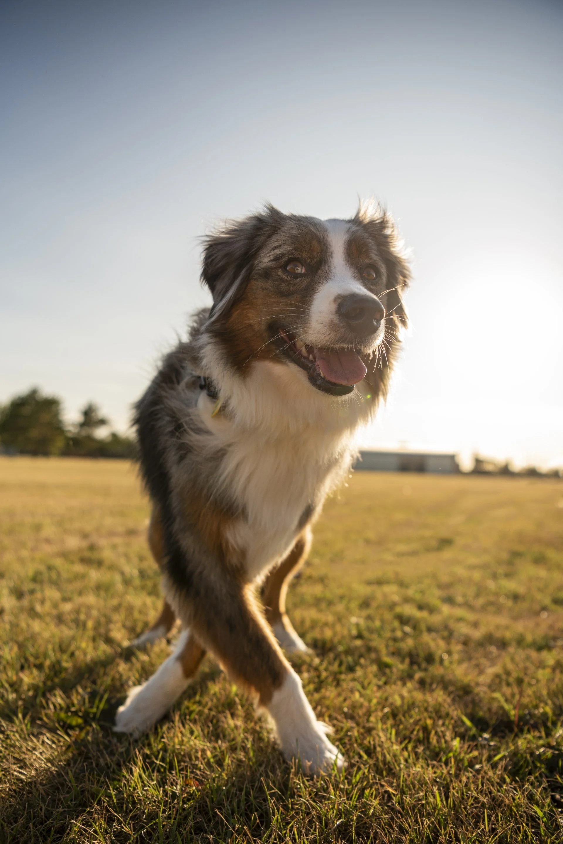 Grateful Friends Animal Rescue