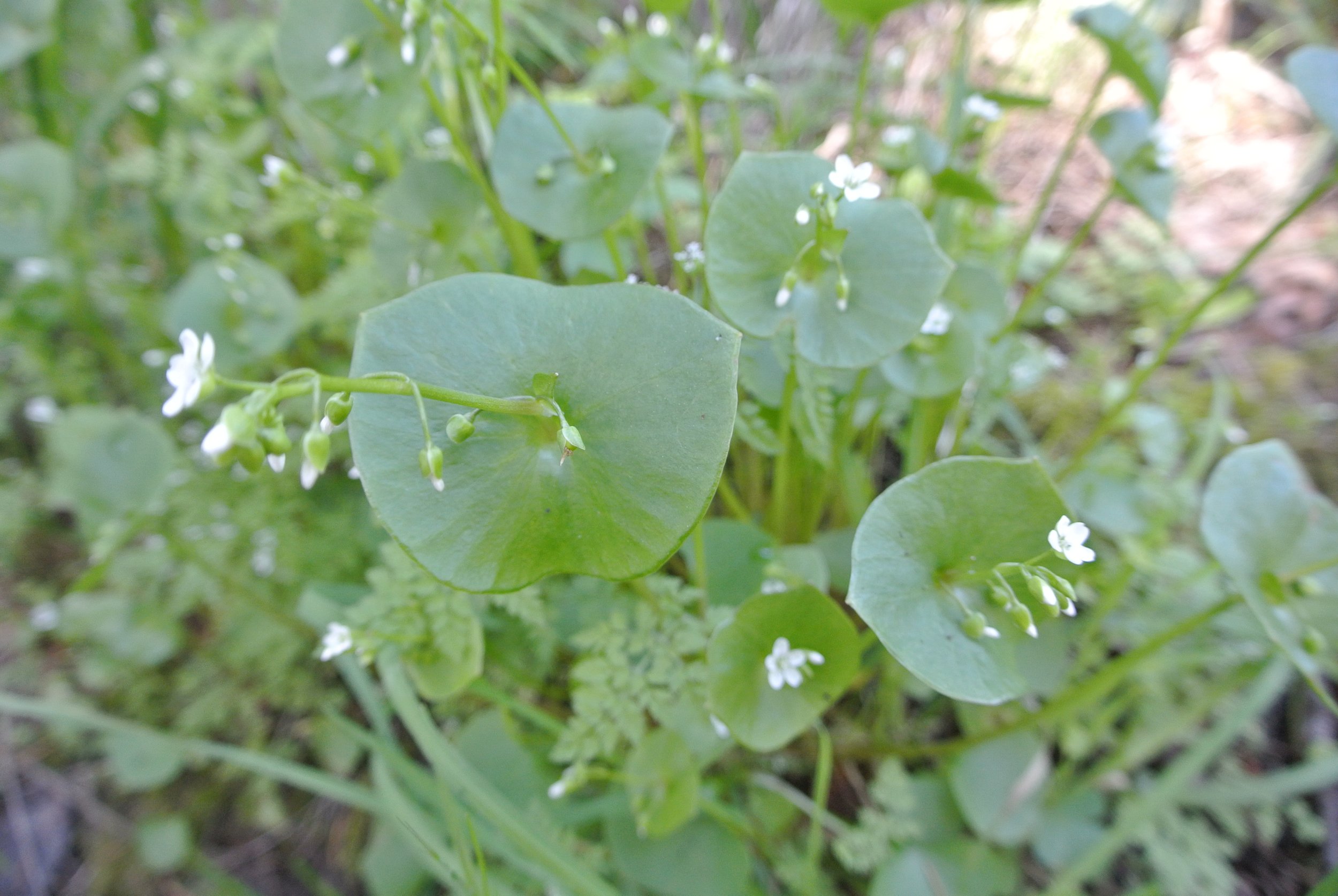 Miner’s Lettuce — Salish Harvest