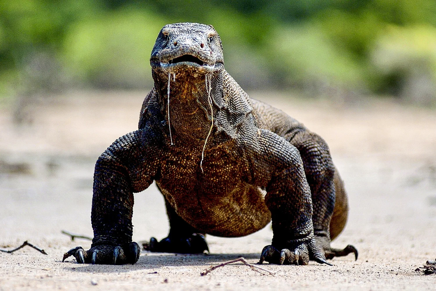 AUSTIN STEVENS: Snake Master — AGB Films