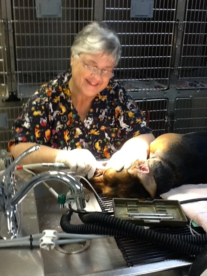 Meet Our Team — Brookdale Animal Hospital