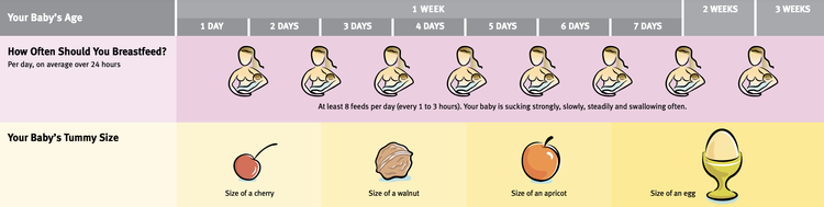 Baby Tummy Size: According to Science — The Happy Baby
