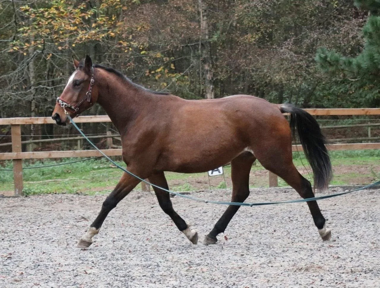 Horses for Sale — Kilnhanger Equine