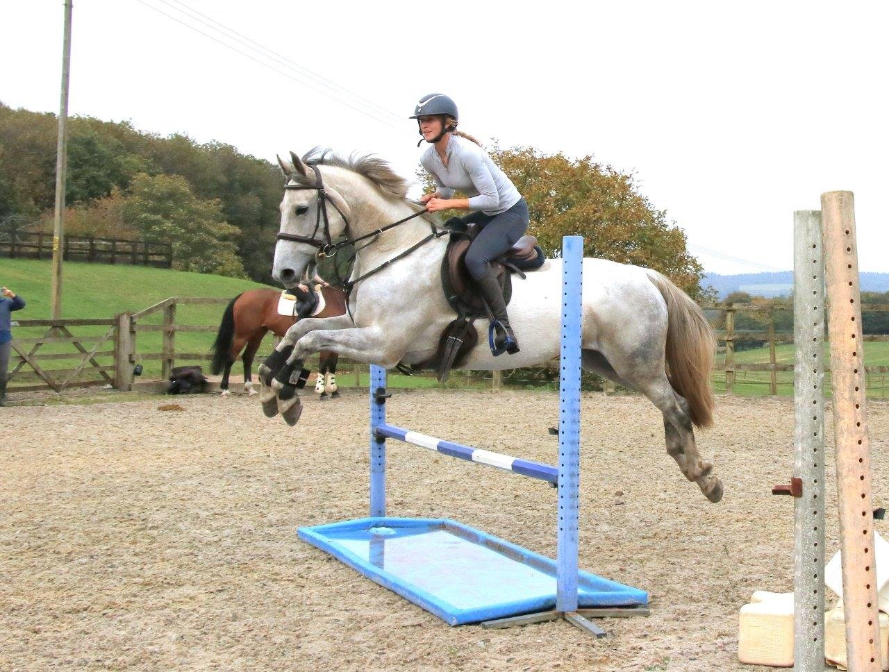 Horses for Sale — Kilnhanger Equine