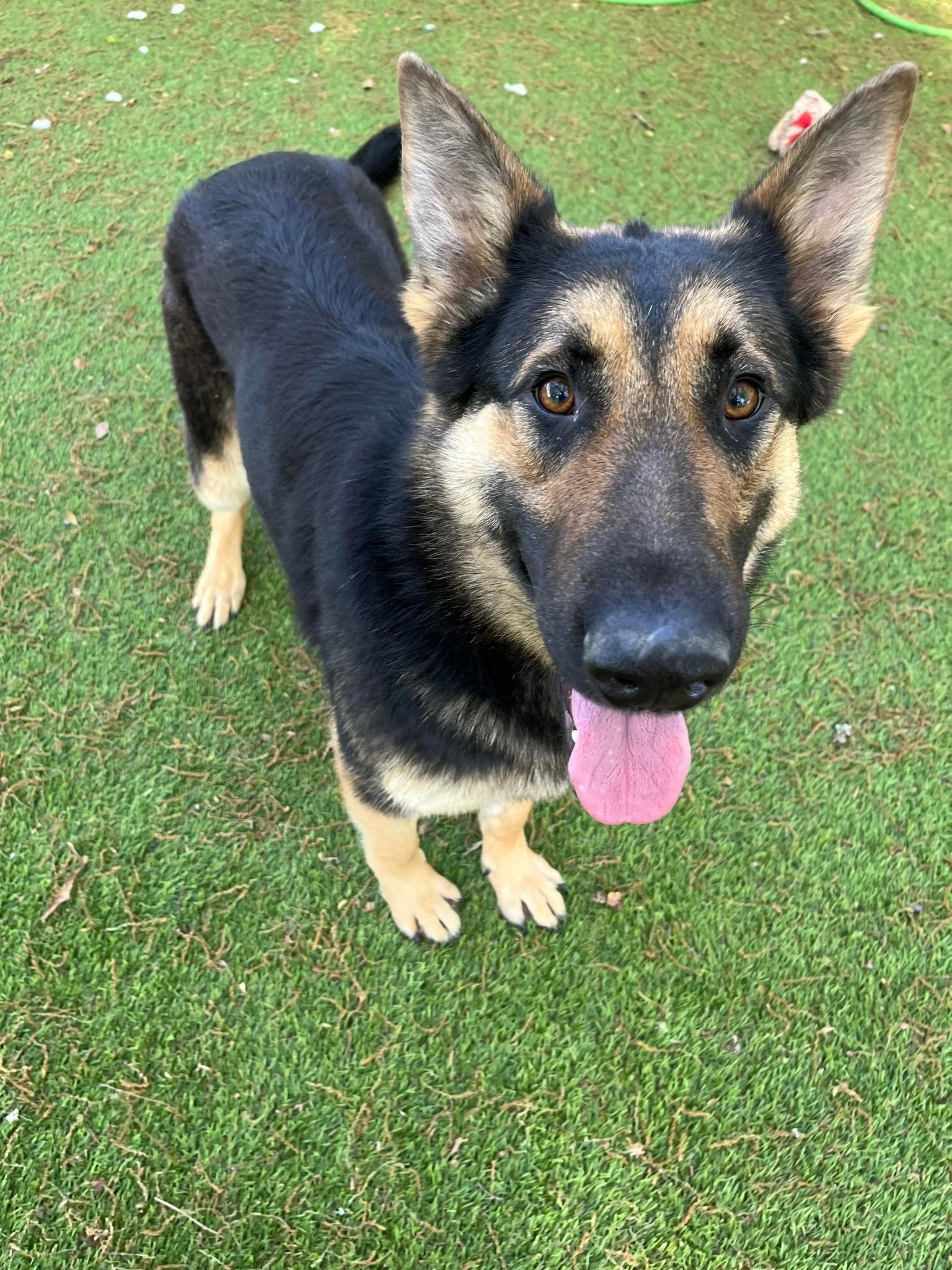 Available Animals — Georgia canine rescue & rehab