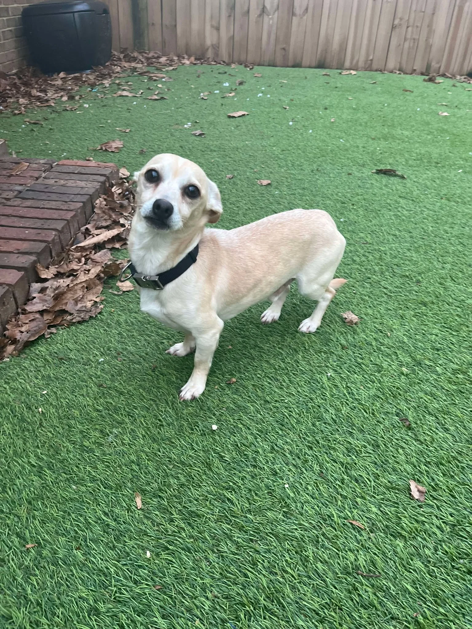 Available Animals — Georgia canine rescue & rehab